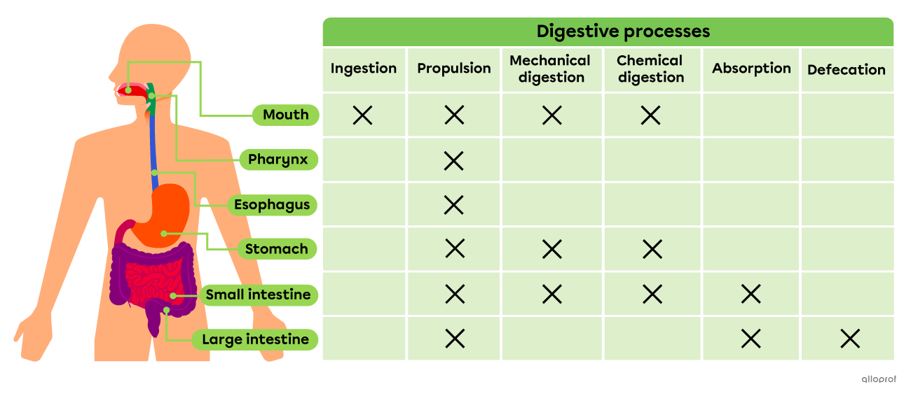 The Digestive Processes | Secondaire | Alloprof