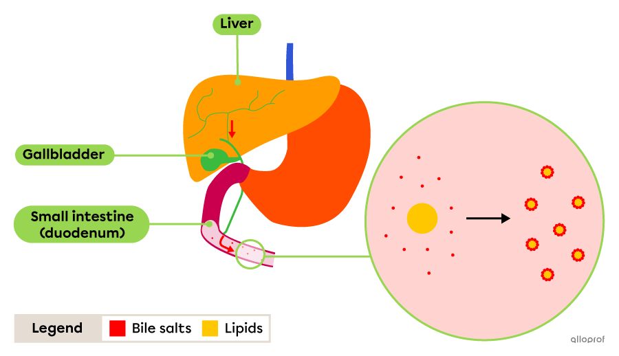 The Digestive Processes | Secondaire | Alloprof