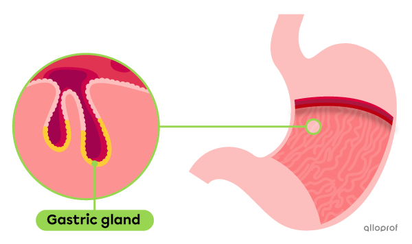 The Digestive Processes | Secondaire | Alloprof