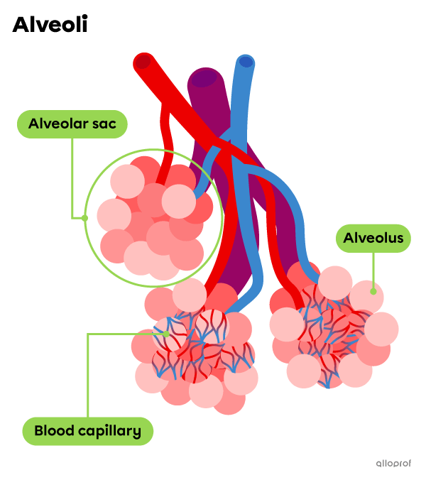 The Respiratory System and Anatomy | Secondaire | Alloprof