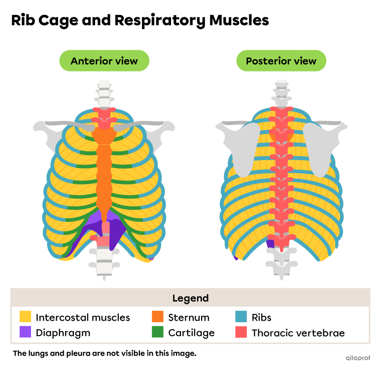 Respiratory Mechanisms (Inhalation and Exhalation) | Secondaire | Alloprof