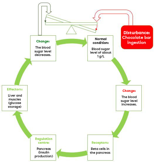 Maintaining a Balanced Metabolism (Homeostasis) | Secondaire | Alloprof