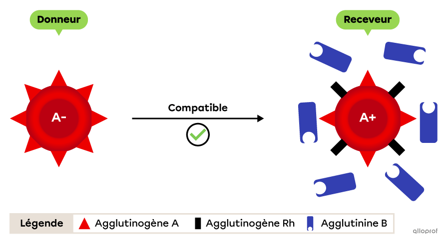 Les groupes sanguins et la compatibilité sanguine | Secondaire | Alloprof