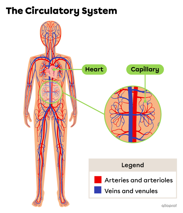 The Circulatory System and Anatomy | Secondaire | Alloprof