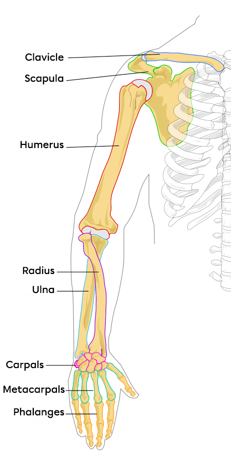 The Skeleton and Bones | Secondaire | Alloprof