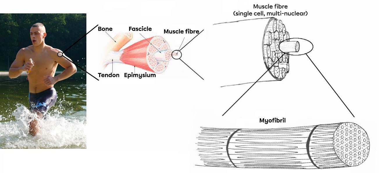 Muscles | Secondaire | Alloprof