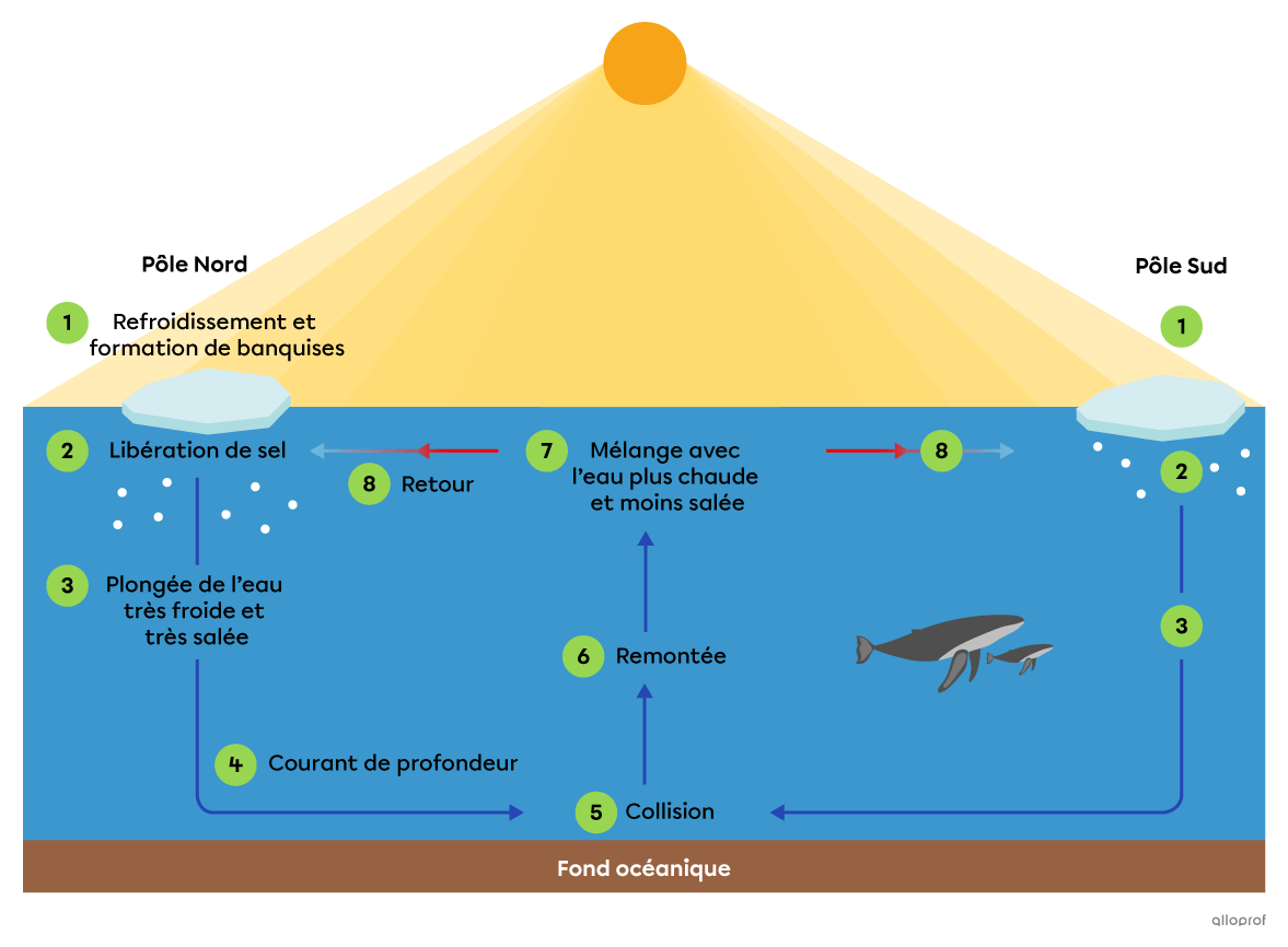 La circulation océanique | Secondaire | Alloprof