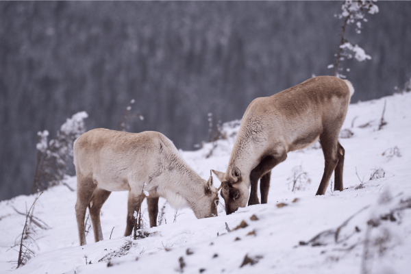 Le territoire touristique du Québec - La Gaspésie | Secondaire | Alloprof