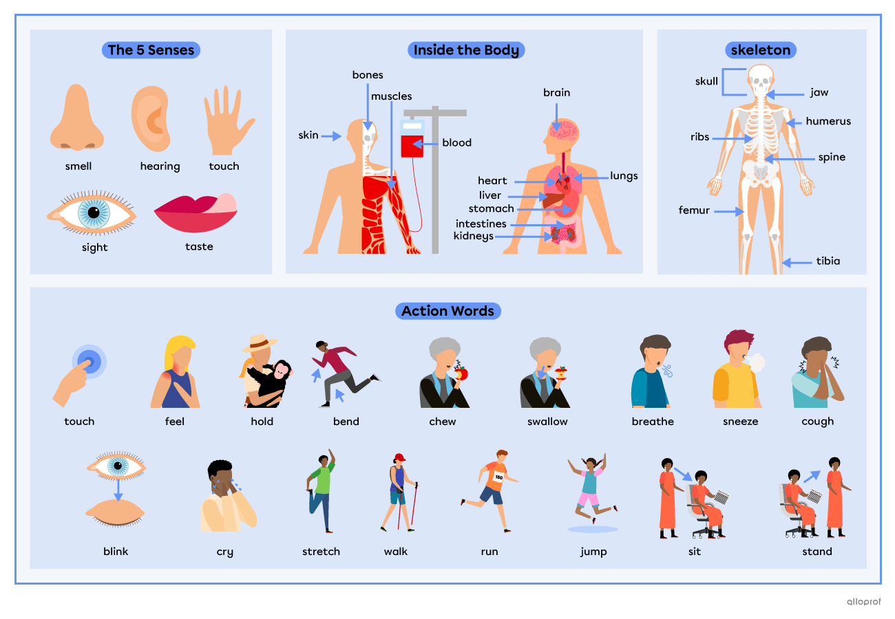 Body Parts – Vocabulary | Primaire | Alloprof