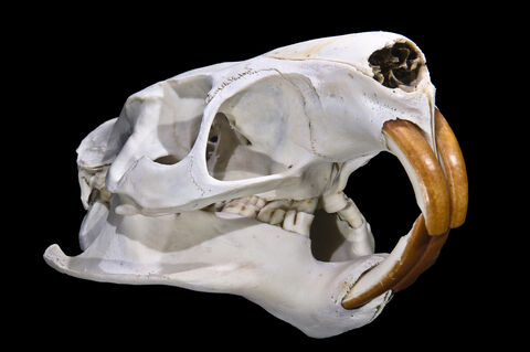 Physical and Behavioural Adaptations | Alloprof