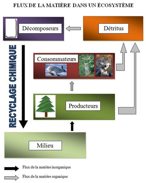 Les relations trophiques et le flux de matière | Secondaire | Alloprof