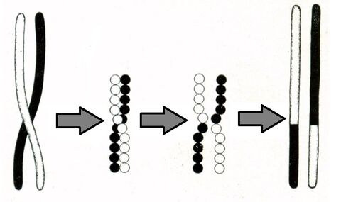 La diversité génétique | Alloprof