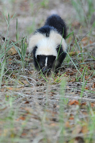 Diurnal Animals and Nocturnal Animals | Secondaire | Alloprof