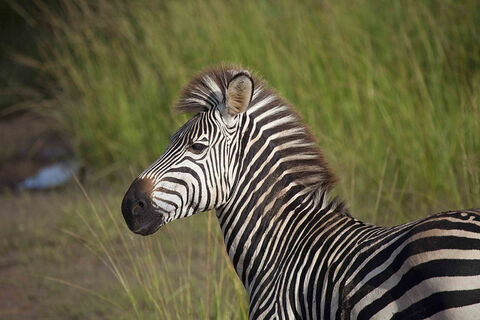 Les animaux | Alloprof