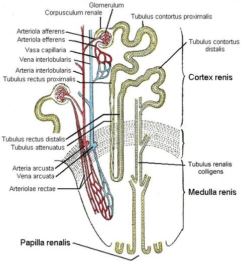 Le système excréteur (l'anatomie du système urinaire) | Alloprof