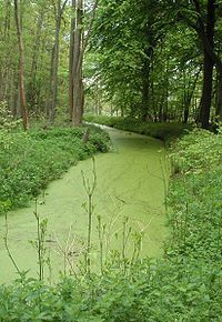 L'eutrophisation d'un plan d'eau | Alloprof