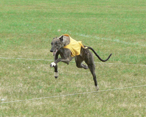 Movement of Living Things | Primaire | Alloprof