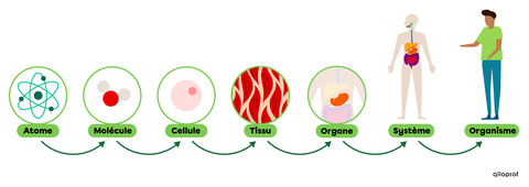 Le corps humain | Alloprof
