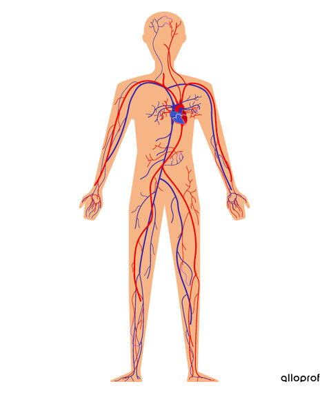 Le système circulatoire et son anatomie | Secondaire | Alloprof