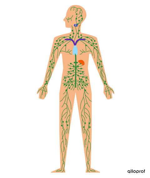 Le système lymphatique et son anatomie | Secondaire | Alloprof
