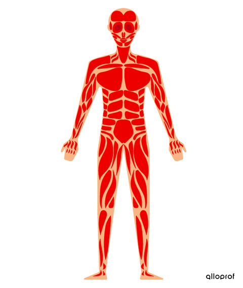 Le système musculosquelettique | Alloprof