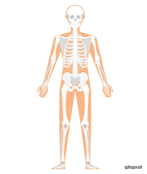 Le système musculosquelettique | Alloprof