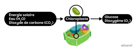 Les caractéristiques du vivant | Secondaire | Alloprof