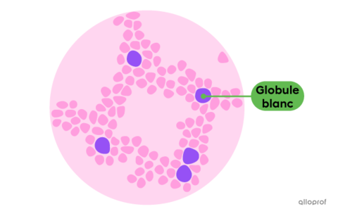 L'endocytose et l'exocytose (notions avancées) | Secondaire | Alloprof
