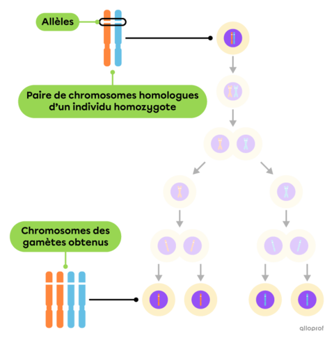 Les croisements (les lois de Mendel) | Secondaire | Alloprof