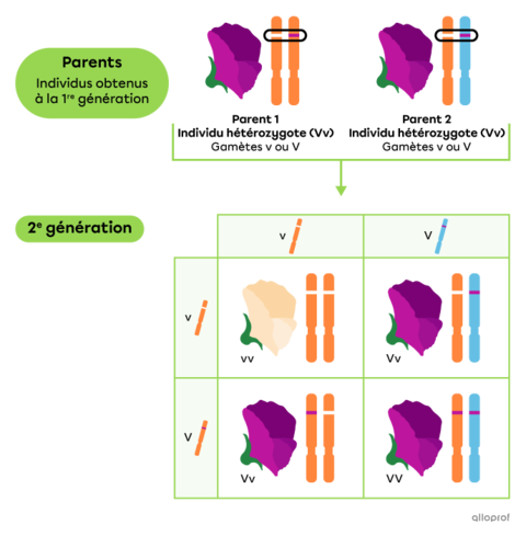 Les croisements (les lois de Mendel) | Secondaire | Alloprof