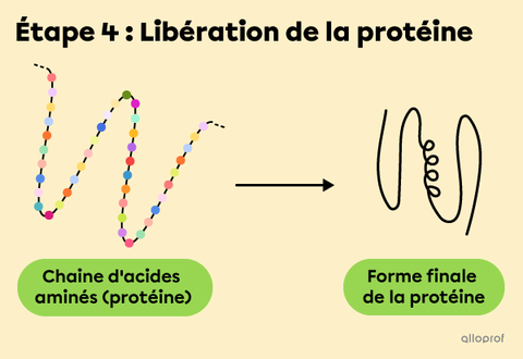 La synthèse des protéines | Secondaire | Alloprof