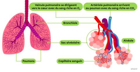 Les échanges gazeux pulmonaires | Secondaire | Alloprof