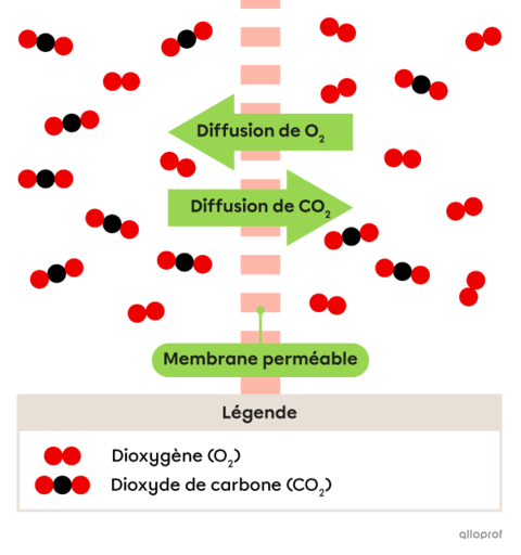 Les échanges gazeux pulmonaires | Secondaire | Alloprof