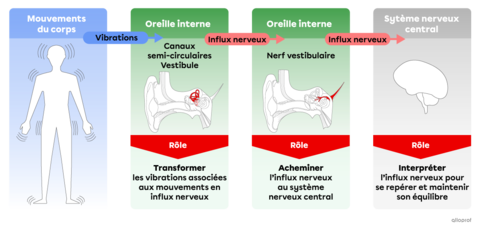L'oreille, l'ouïe et l'équilibre | Secondaire | Alloprof
