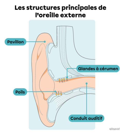 L'oreille, l'ouïe et l'équilibre | Secondaire | Alloprof