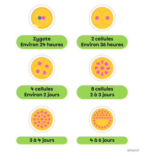 La division cellulaire (mitose et méiose) | Secondaire | Alloprof
