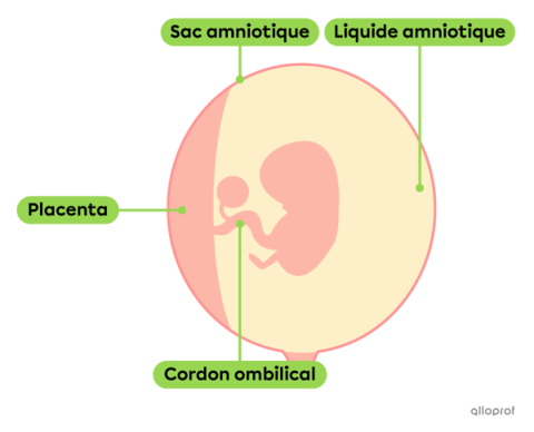 De la fécondation à l'accouchement | Secondaire | Alloprof