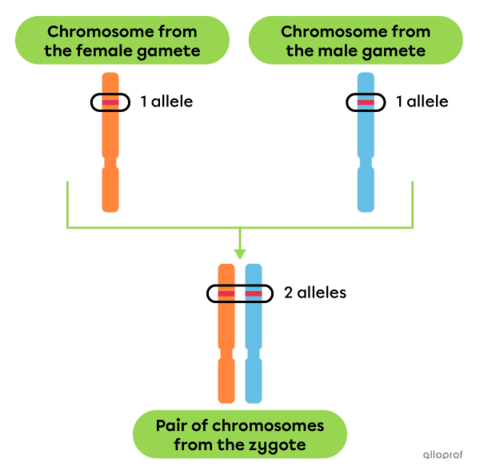 Genetics | Secondaire | Alloprof