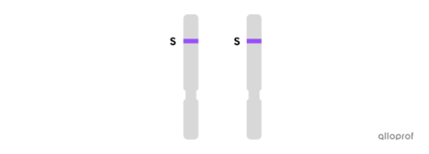 Genetics | Secondaire | Alloprof