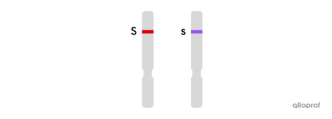 Genetics | Secondaire | Alloprof