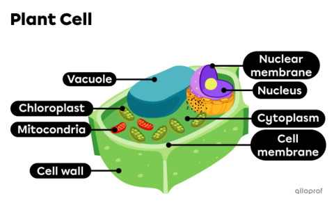 Characteristics of Living Things | Secondaire | Alloprof