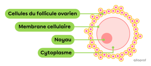L'ovogenèse | Secondaire | Alloprof