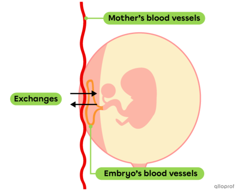 From Fertilization to Childbirth | Secondaire | Alloprof