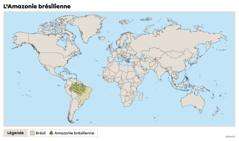 Le territoire forestier de l'Amazonie | Secondaire | Alloprof
