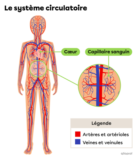 Le système circulatoire et son anatomie | Secondaire | Alloprof