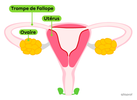 Le système reproducteur féminin et son anatomie | Secondaire | Alloprof