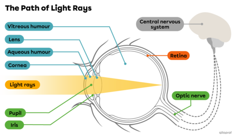 Eyes and Vision | Secondaire | Alloprof