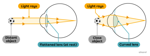 Eyes and Vision | Secondaire | Alloprof