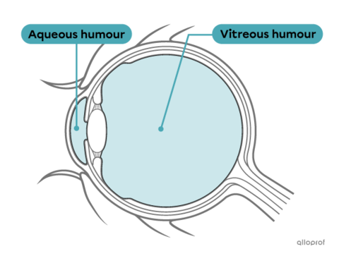 Eyes and Vision | Secondaire | Alloprof