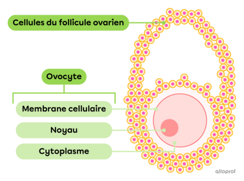 Le cycle ovarien et le cycle menstruel | Secondaire | Alloprof